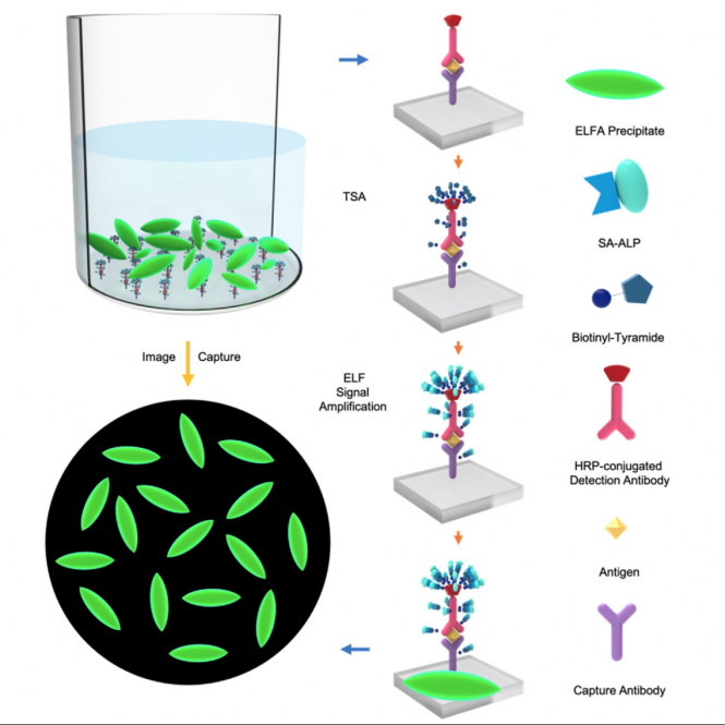 Yu Lei Invents Low-Abundance Biomarker Detection Platform for Early ...